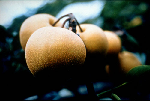 Miaoli: Dahu Fruit Corridor | Hakka Affairs Council