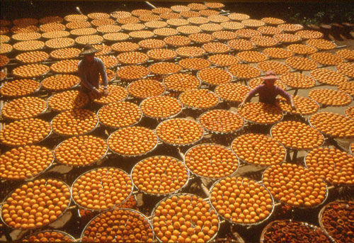 Miaoli: Dahu Fruit Corridor | Hakka Affairs Council